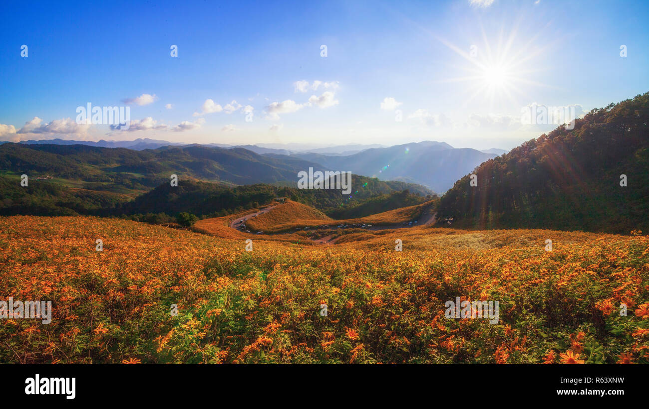 Thung Bua Tong Forest Park, Khum Yuam Mae Hong Son Thailand ...