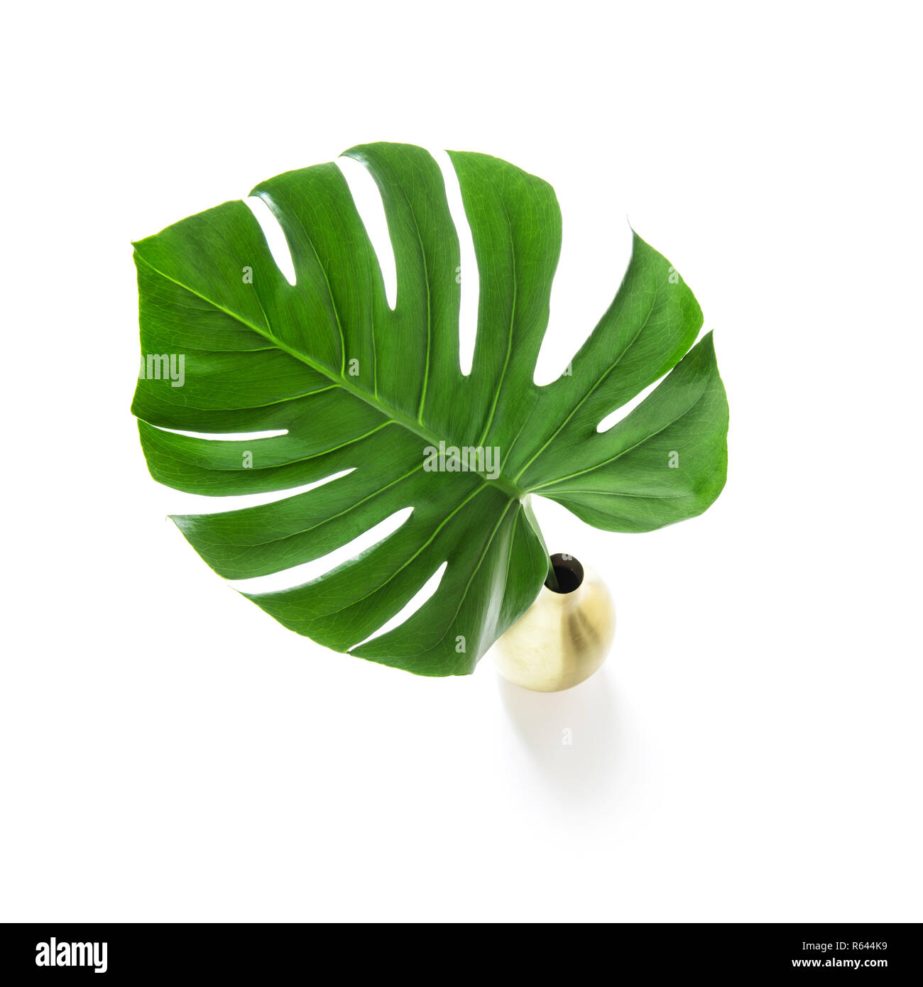 Monstera blatt Ausgeschnittene Stockfotos und -bilder - Alamy