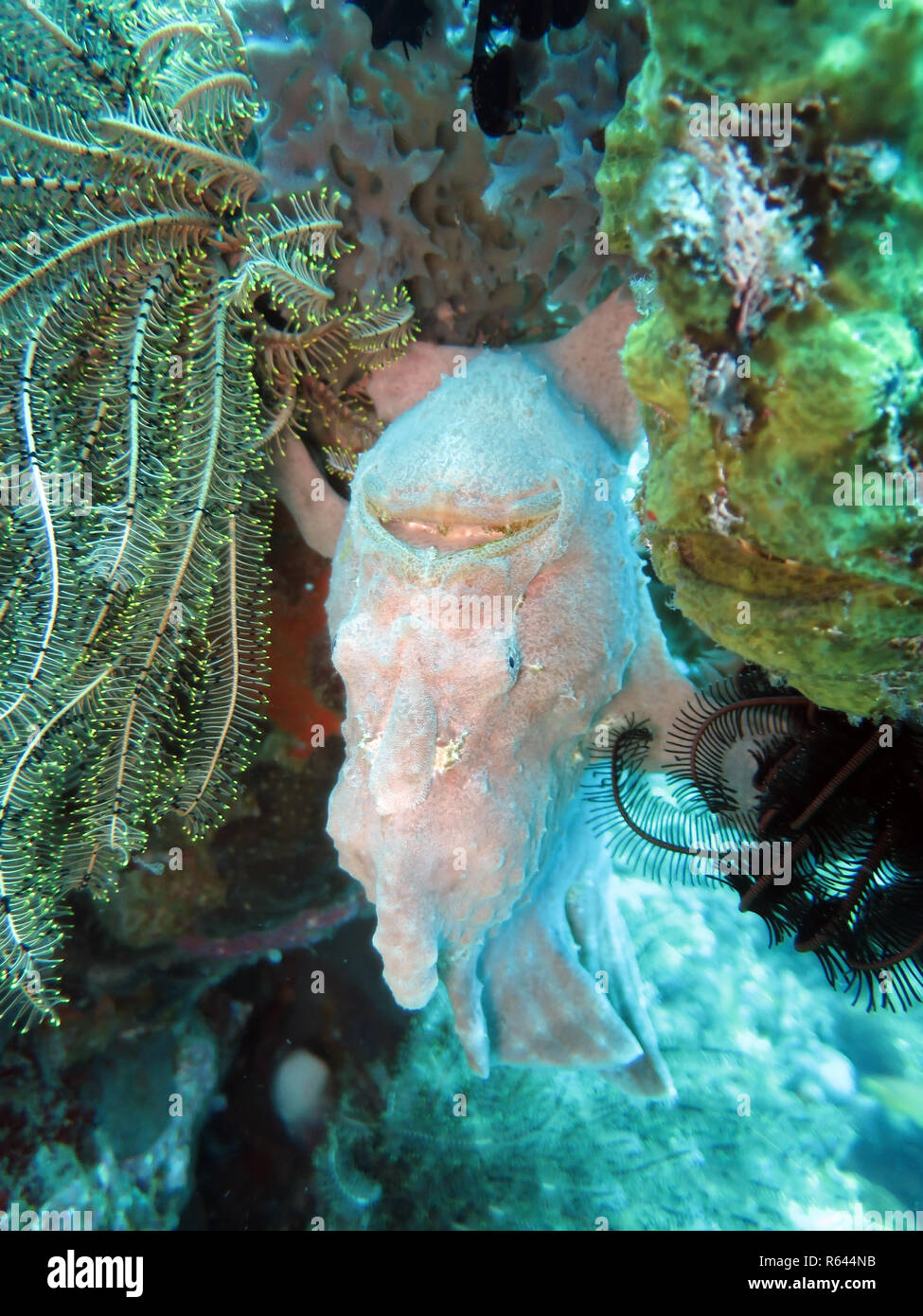 Die commerson Anglerfisch (Antennarius commerson oder antennarius ...