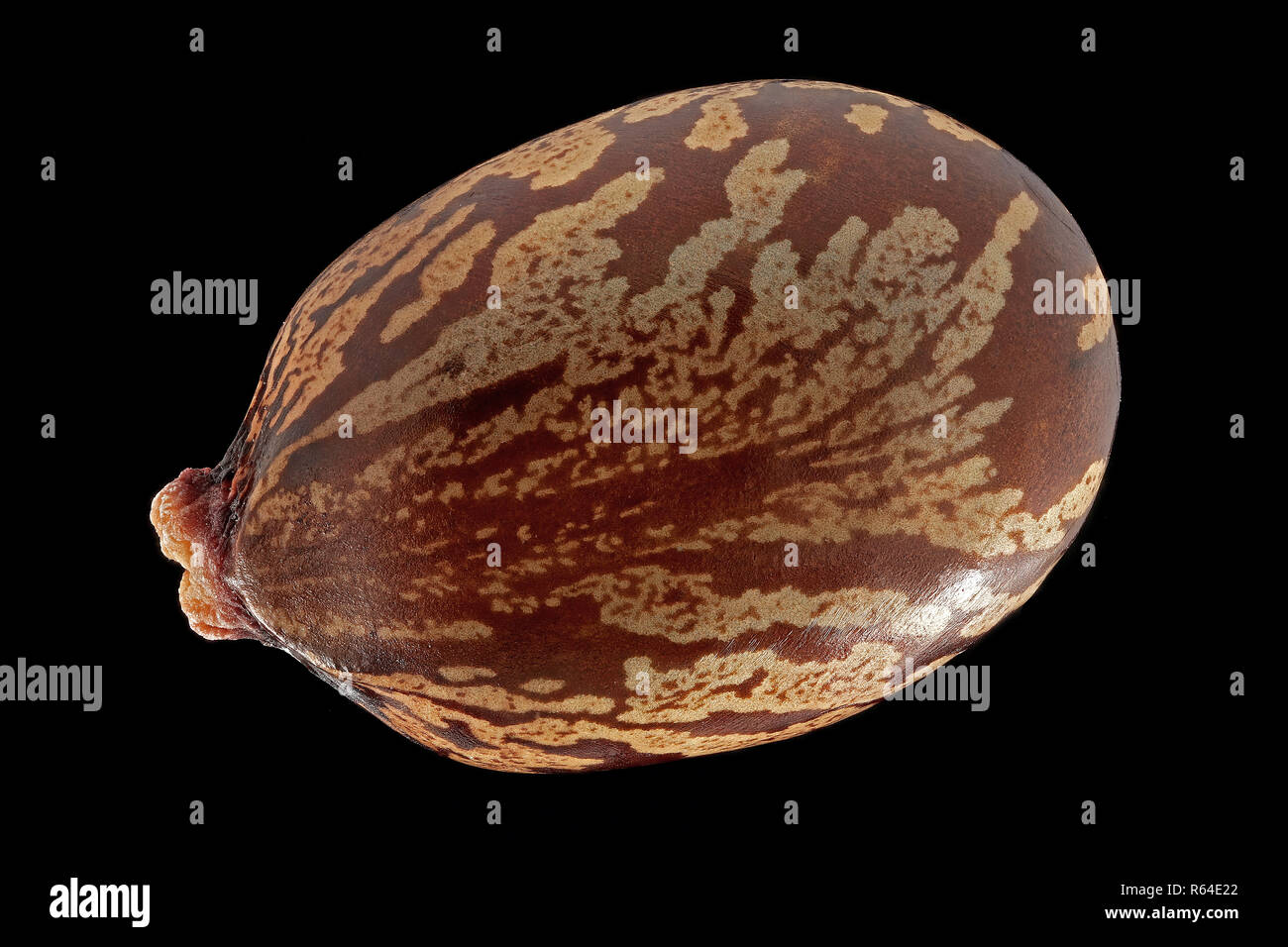 Rizinusbaum oder rizinus ricinus communis -Fotos und -Bildmaterial in ...