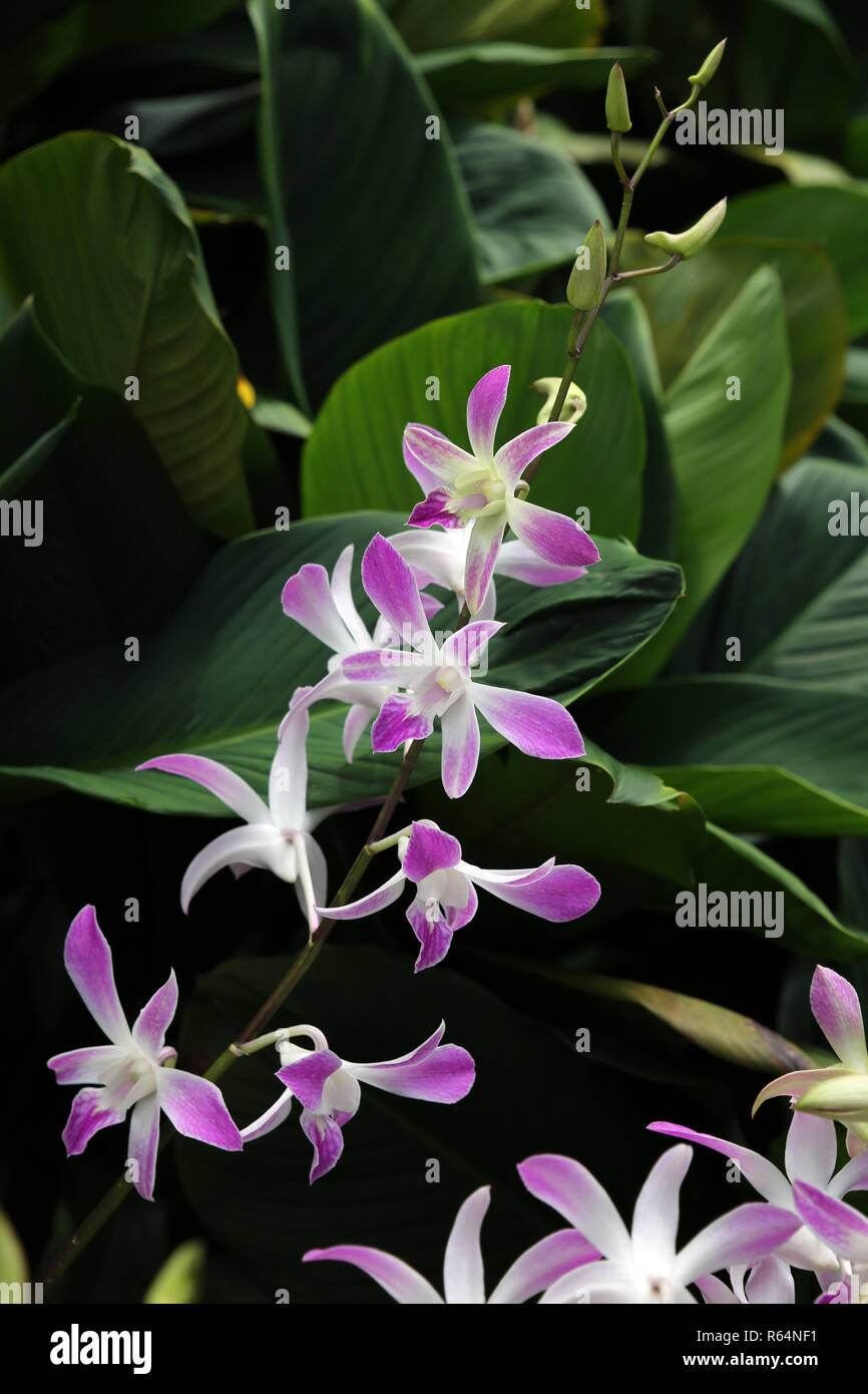 Dendrobium caesar -Fotos und -Bildmaterial in hoher Auflösung – Alamy