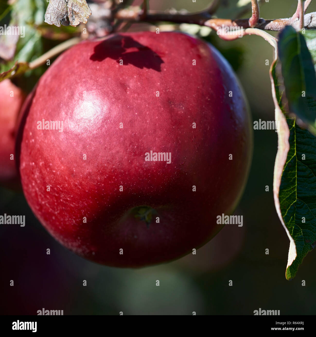 Obst Ernte Bodensee Stockfotos und -bilder Kaufen - Alamy