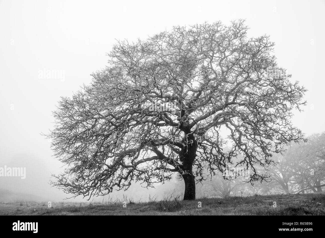 Eiche Gernika Stockfotos & Eiche Gernika Bilder - Alamy