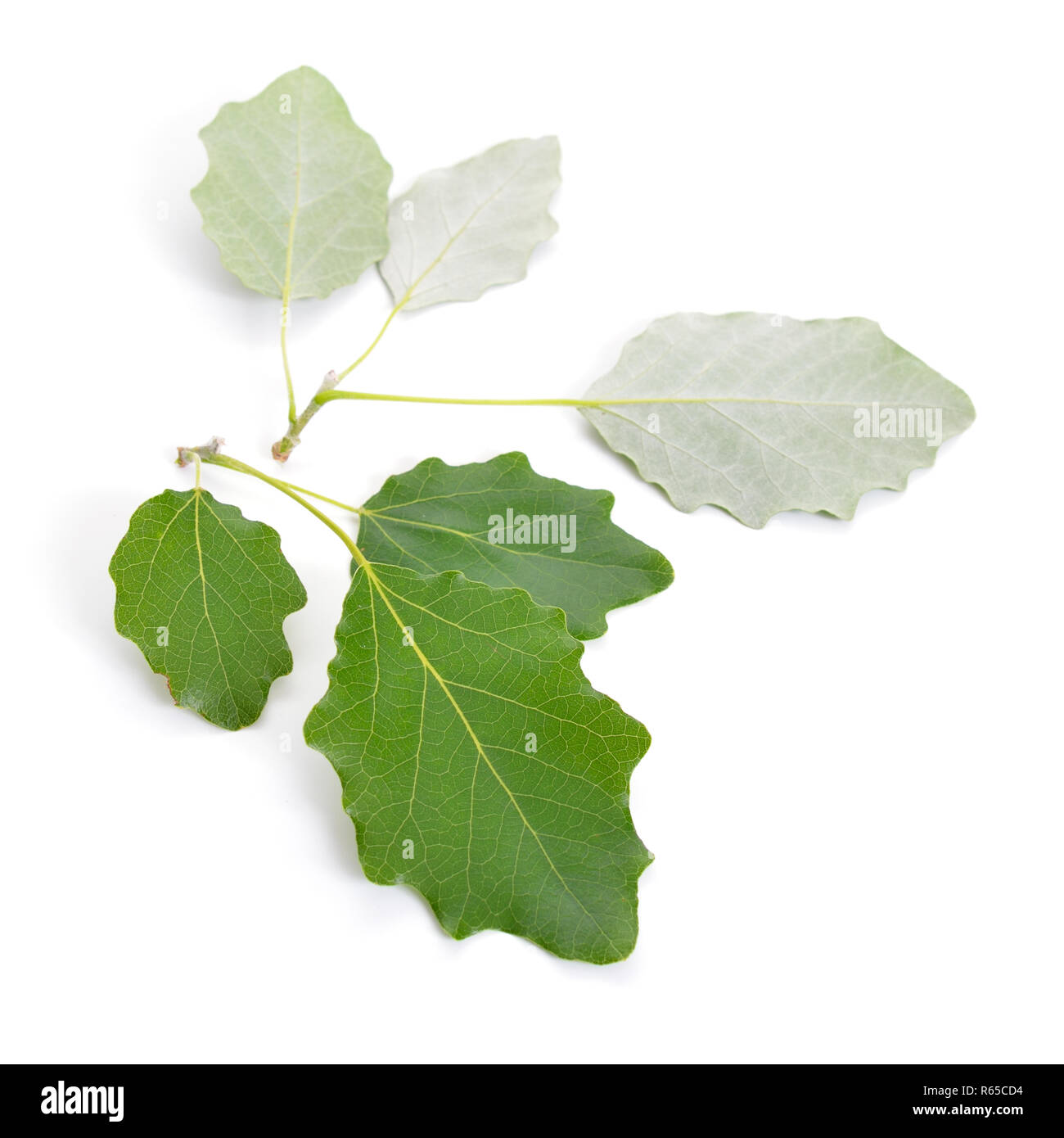 Populus alba, Abele, silber Pappel, Decora Pappel oder weiß Pappel ...