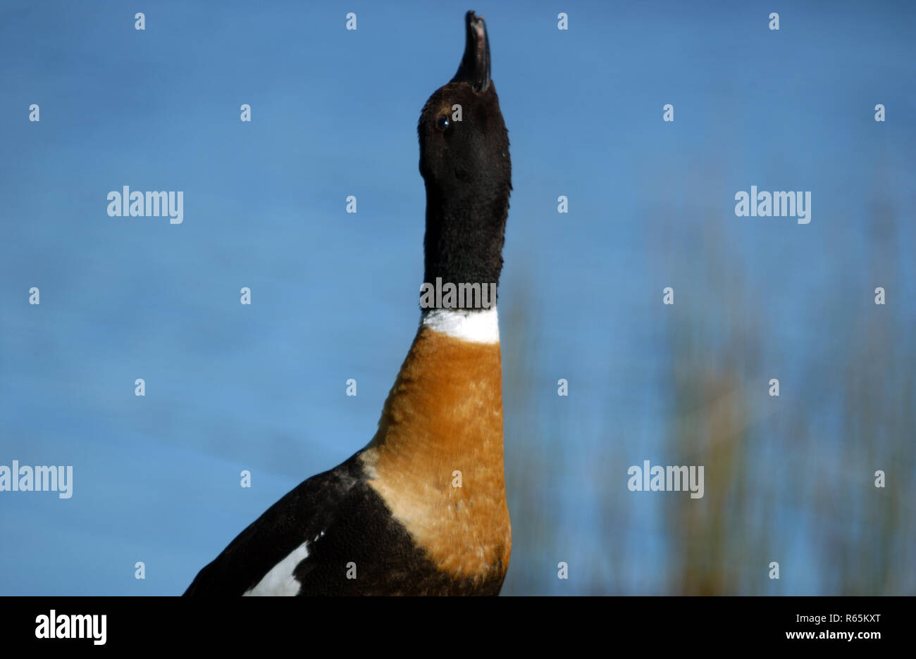 Australian shelduck tadorna tadornoides -Fotos und -Bildmaterial in ...