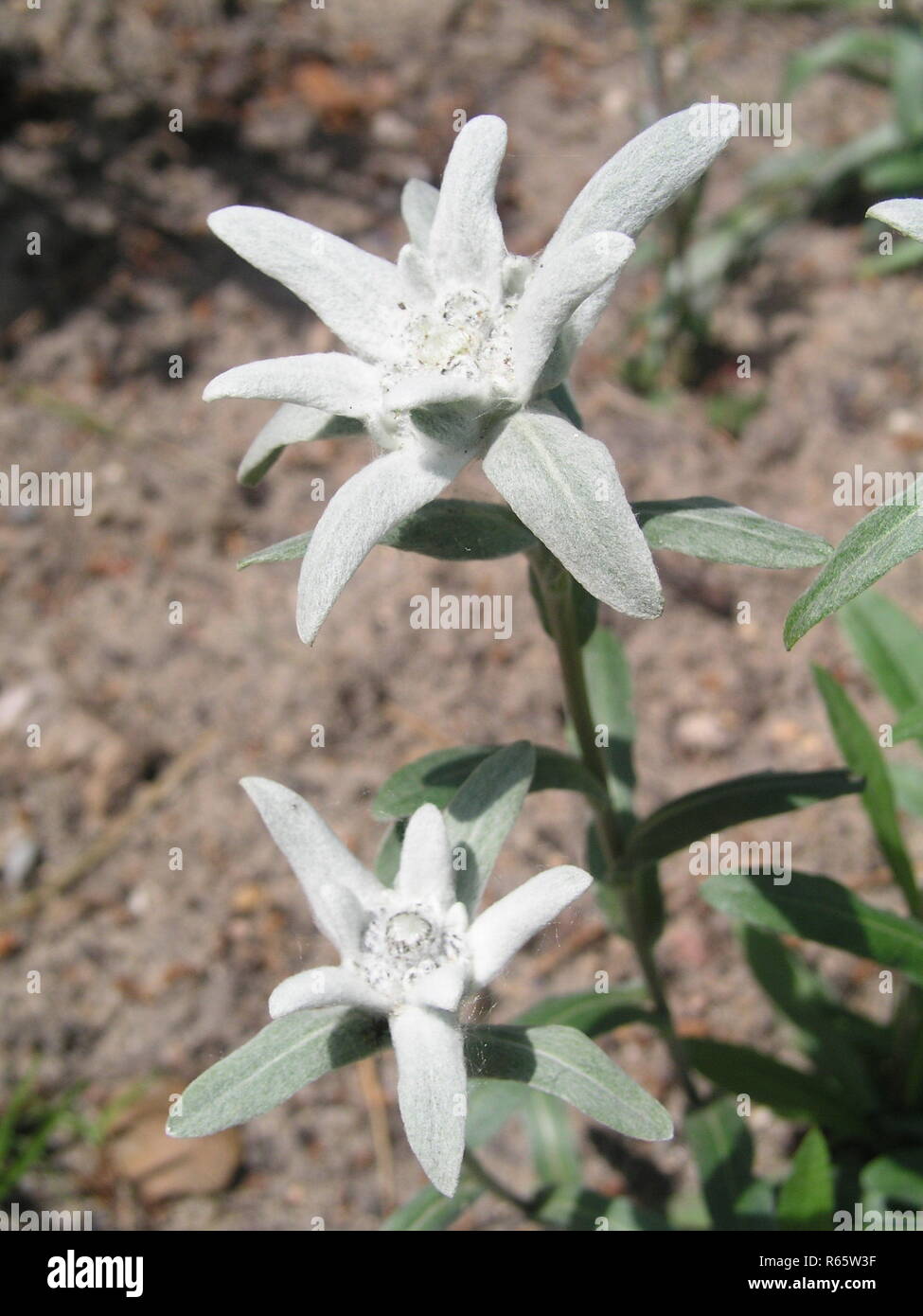 Edelweiss hütte -Fotos und -Bildmaterial in hoher Auflösung – Alamy