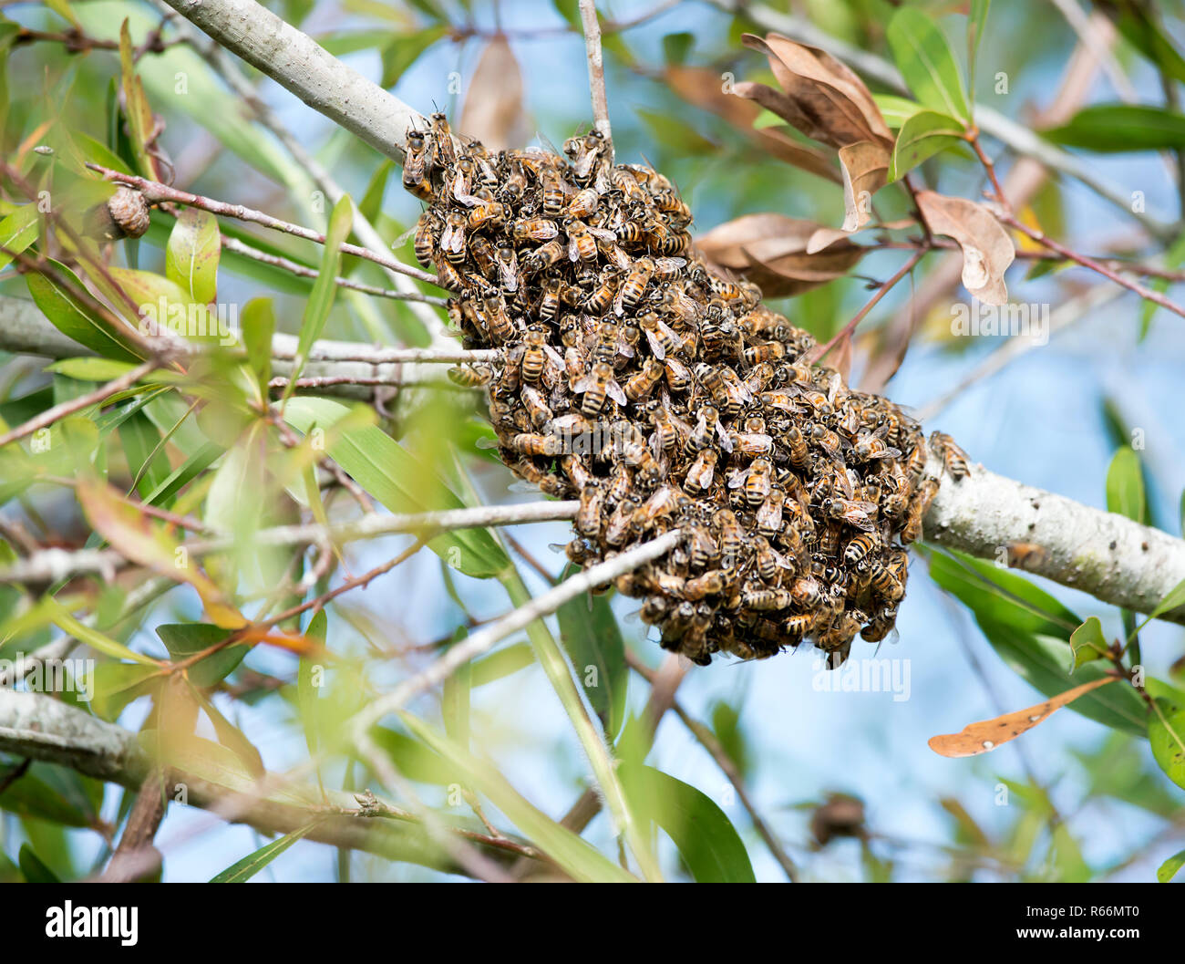 Wild bees -Fotos und -Bildmaterial in hoher Auflösung – Alamy