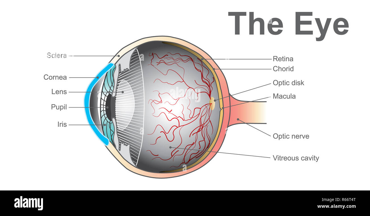 Photosensitive ganglion cells -Fotos und -Bildmaterial in hoher ...
