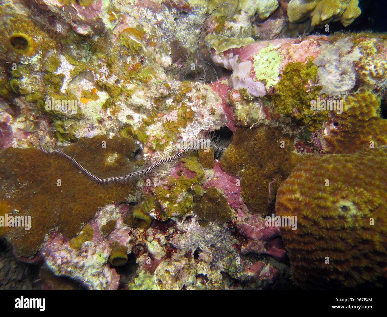 Ophiuroidea sp -Fotos und -Bildmaterial in hoher Auflösung – Alamy