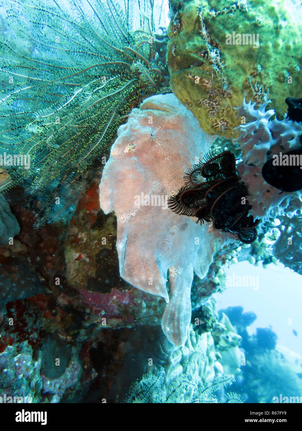 Die commerson Anglerfisch (Antennarius commerson oder antennarius ...