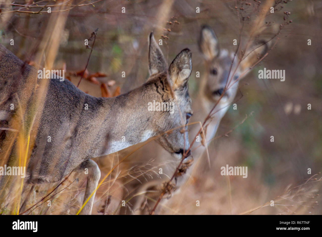 Wilde Landschaften Stockfotos und -bilder Kaufen - Alamy