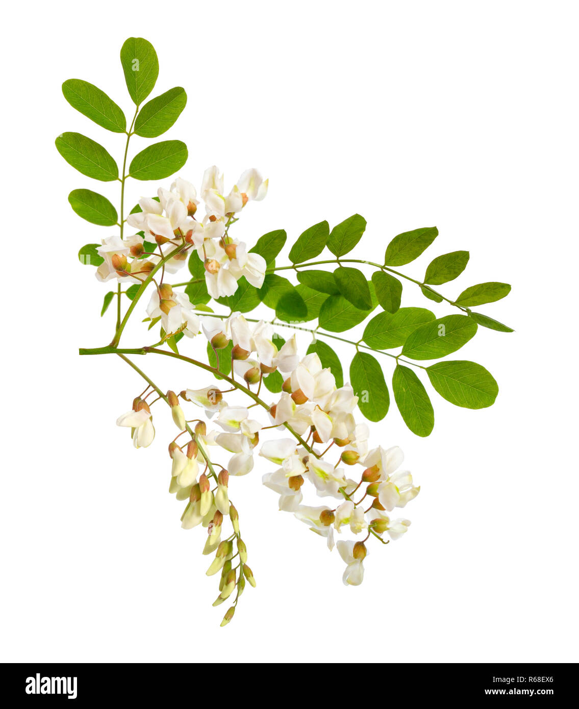 Blumen von Robinia pseudoacacia oder robinie. Auf weissem Hintergrund ...