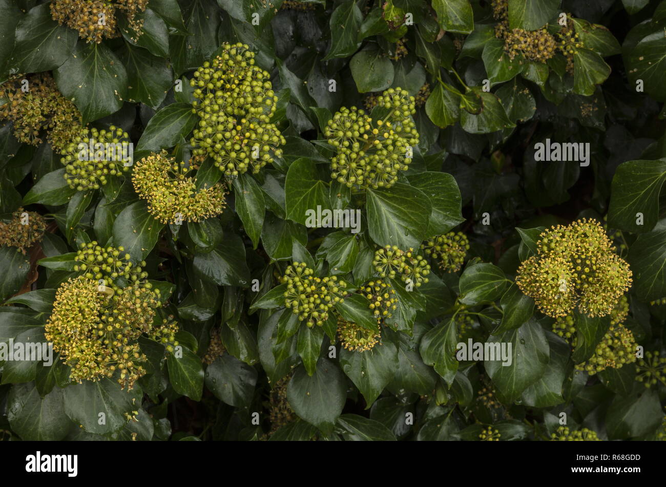 Gemeinsame Efeu, Hedera helix in Blüte im Herbst; ein Magnet für ...