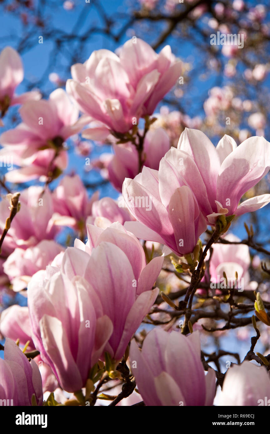 Magnolienbaum rot -Fotos und -Bildmaterial in hoher Auflösung – Alamy