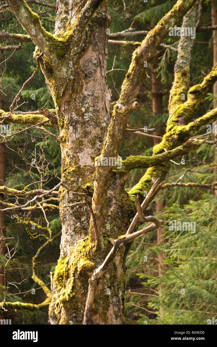 Harzer naturpark park -Fotos und -Bildmaterial in hoher Auflösung – Alamy