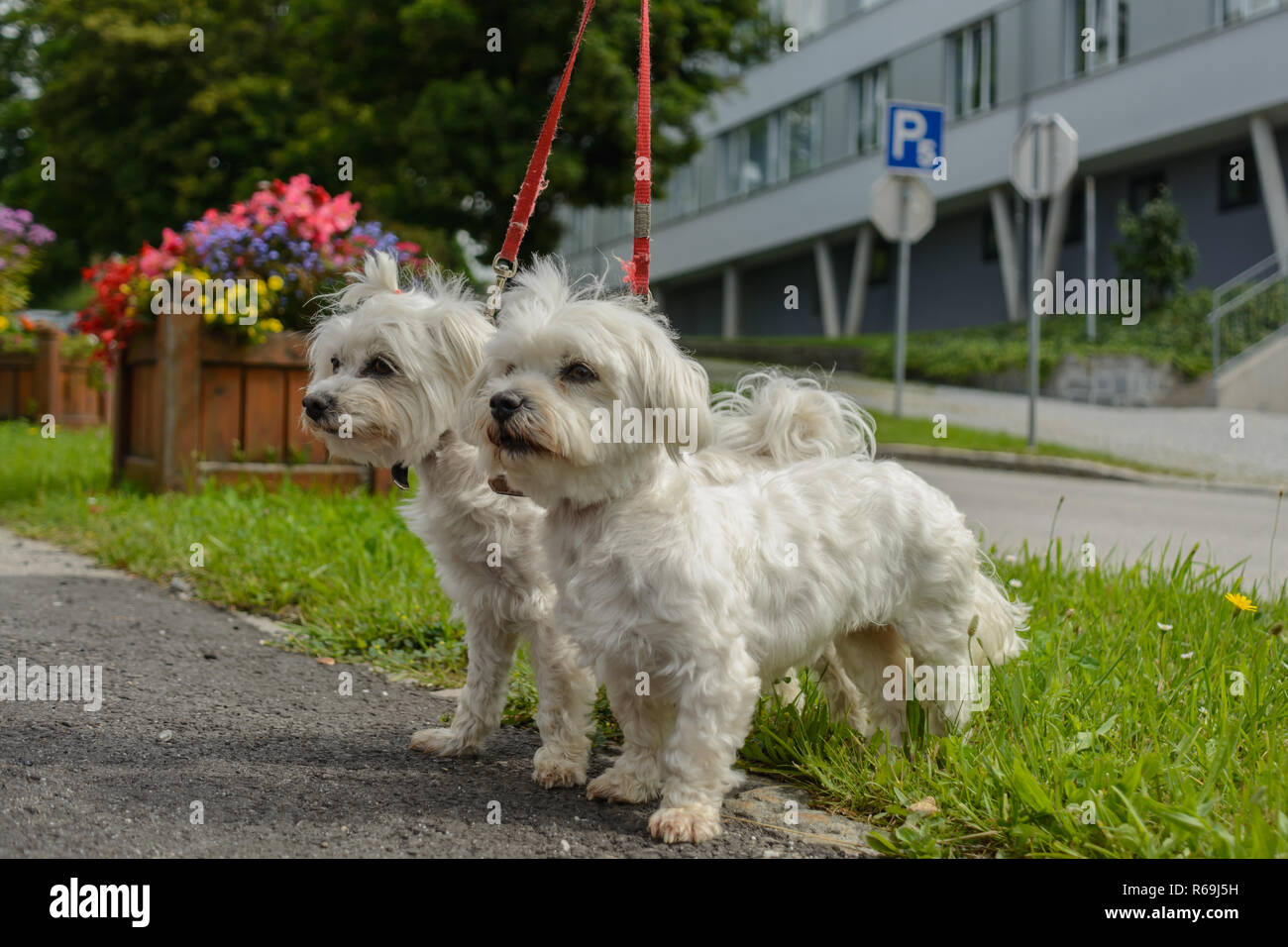 Maltesische fauna -Fotos und -Bildmaterial in hoher Auflösung – Alamy