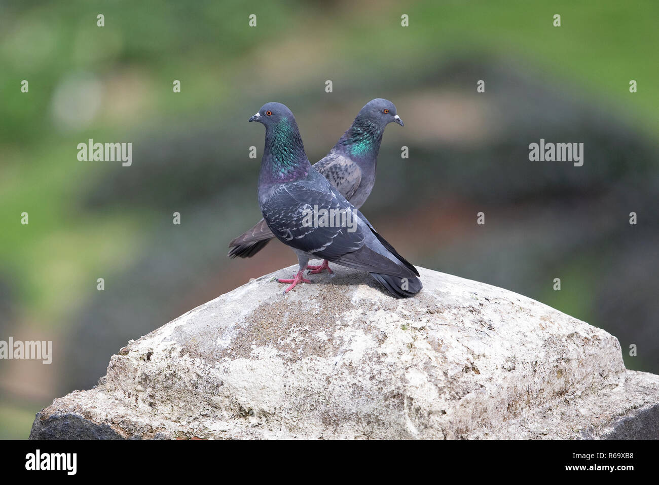 Wilde felsentaube columba livia -Fotos und -Bildmaterial in hoher ...