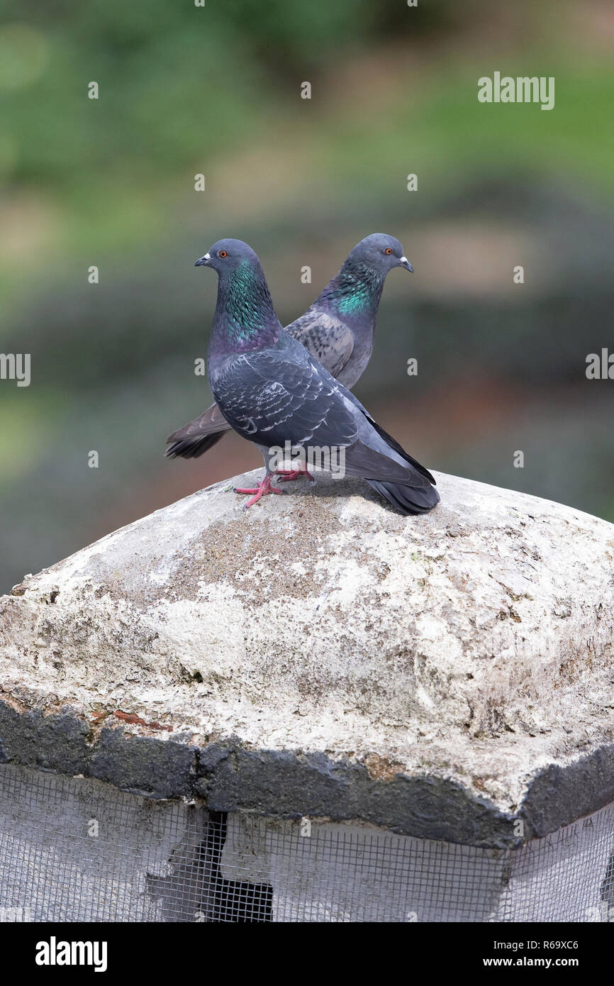 Wilde felsentaube columba livia -Fotos und -Bildmaterial in hoher ...