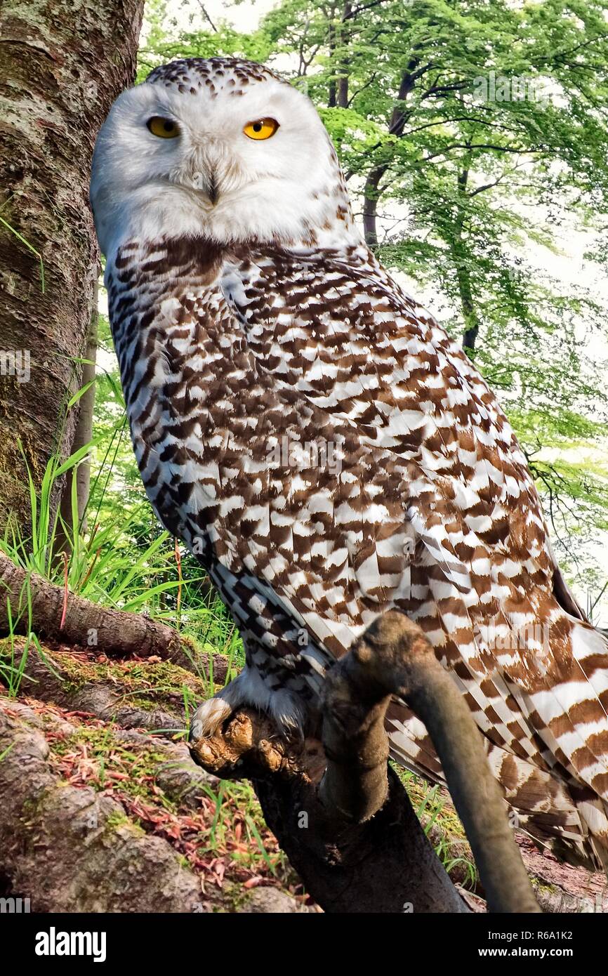 Kauz schnee -Fotos und -Bildmaterial in hoher Auflösung – Alamy