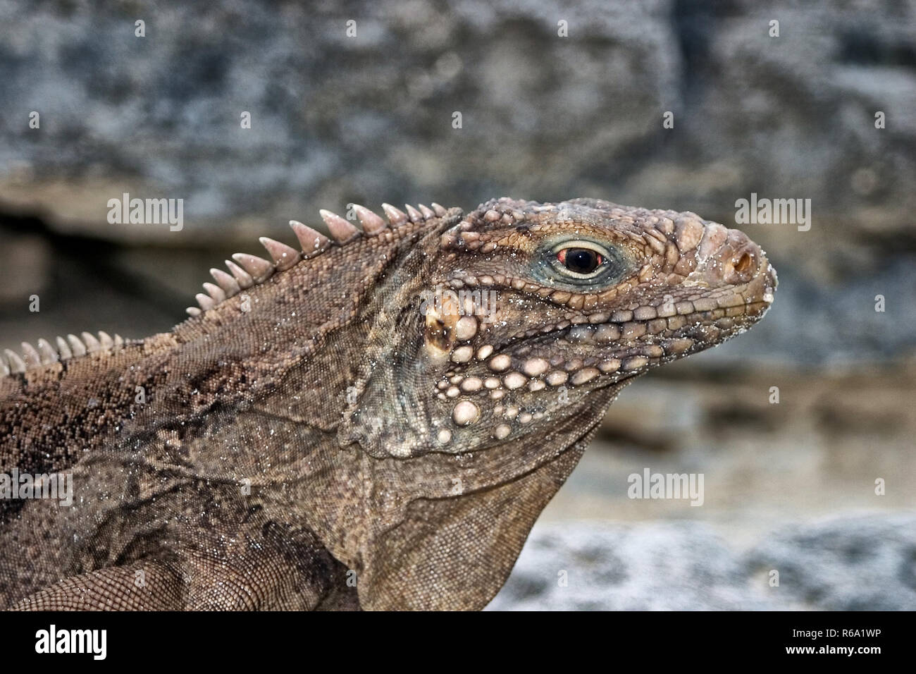Kuba leguan -Fotos und -Bildmaterial in hoher Auflösung – Alamy