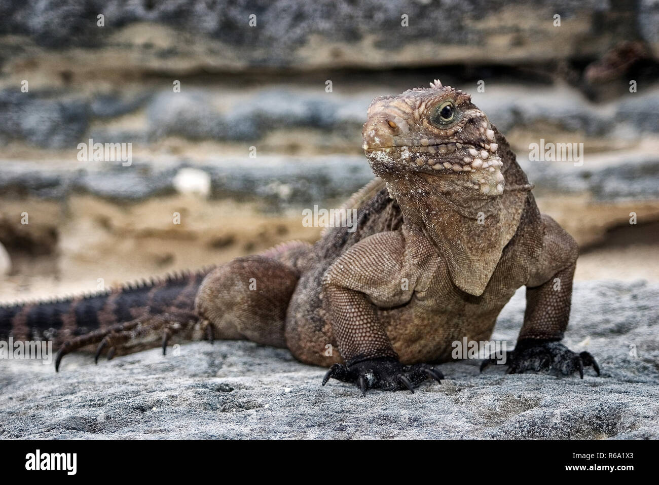 Kuba leguan -Fotos und -Bildmaterial in hoher Auflösung – Alamy