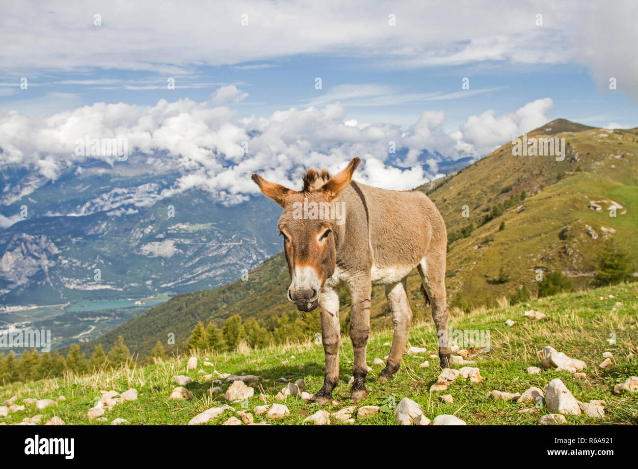 Esel italienische landschaften -Fotos und -Bildmaterial in hoher ...