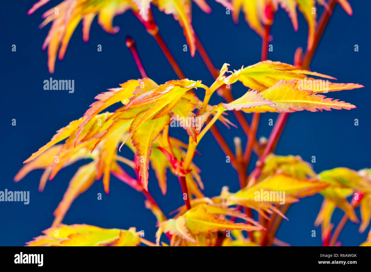 Junge ahorntriebe -Fotos und -Bildmaterial in hoher Auflösung – Alamy