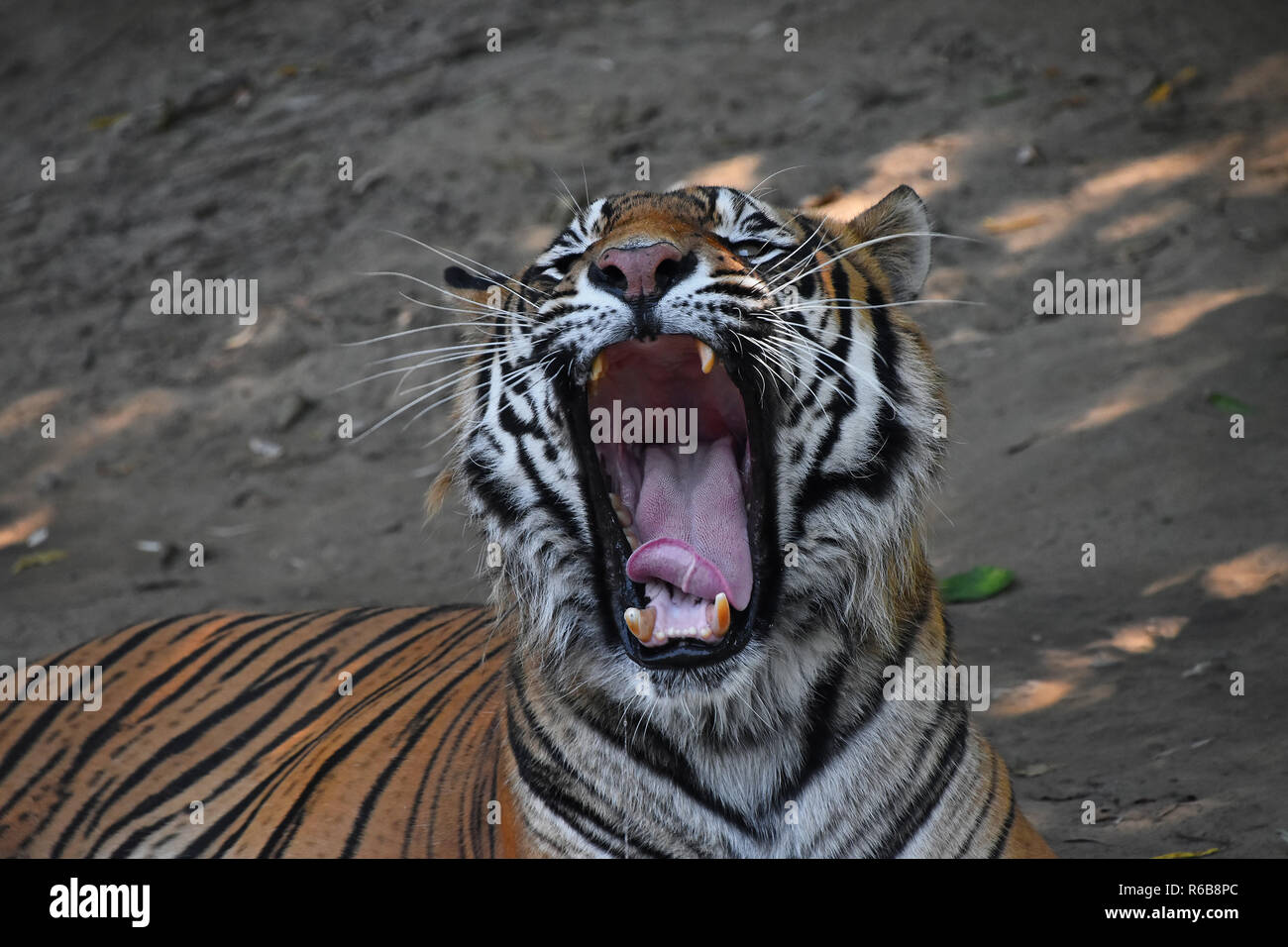 Tiger breath -Fotos und -Bildmaterial in hoher Auflösung – Alamy