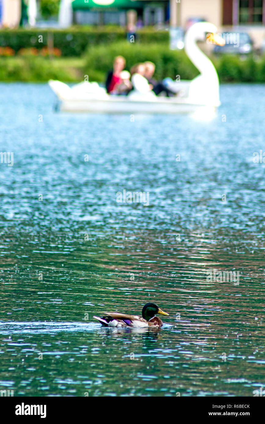 Ente mit einem Schwan Tretboot Stockfotografie - Alamy