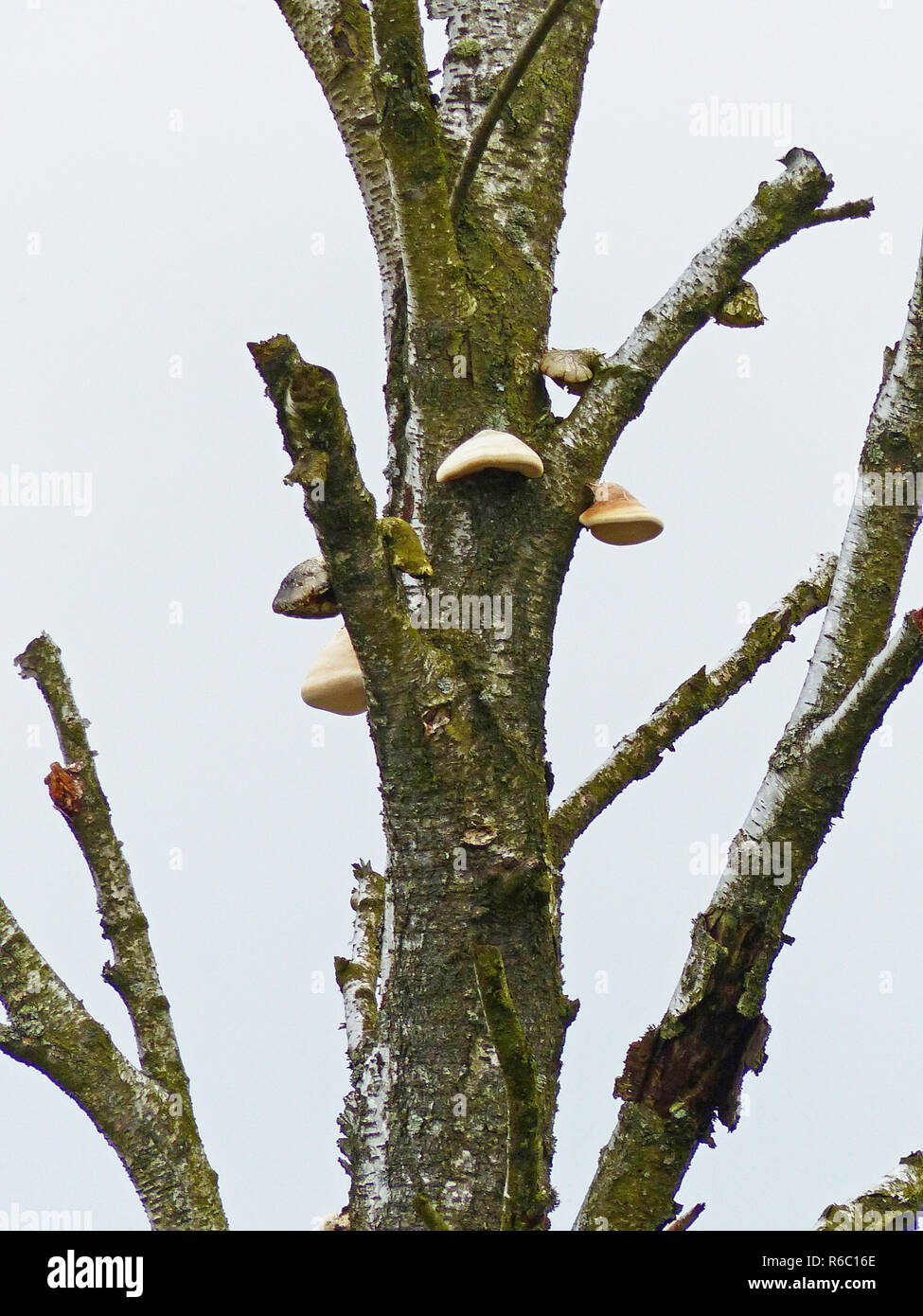 Toter Baum mit Baum Pilze, hohe Fen, Hohes Venn, Hautes Fagnes, Moor im ...