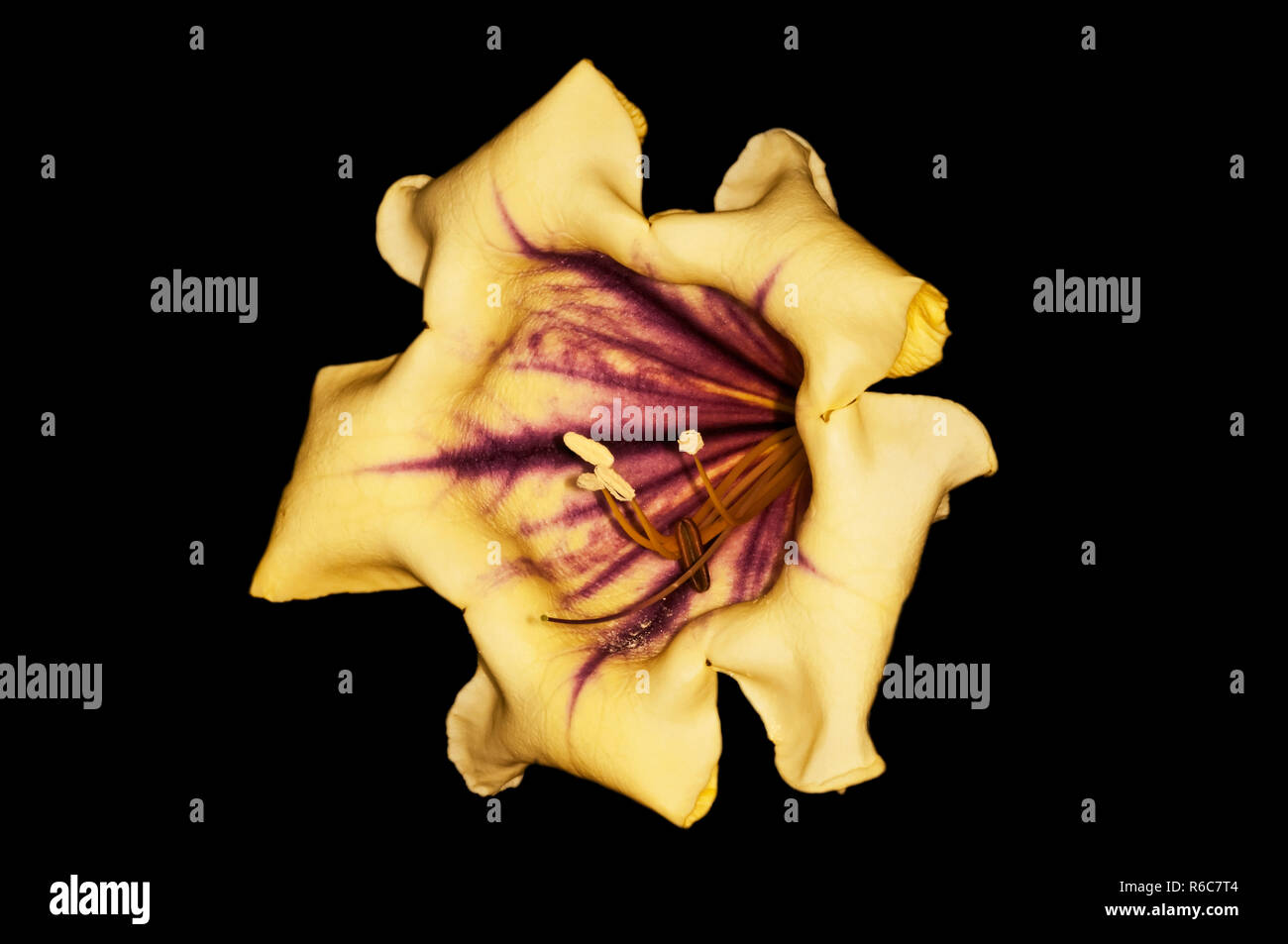 Blume einer Tasse Gold, Solandra Nitida Stockfotografie - Alamy