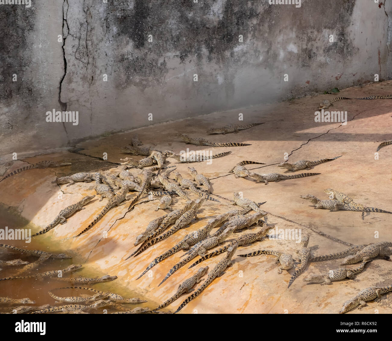 Jungtiere in krokodilfarm -Fotos und -Bildmaterial in hoher Auflösung ...