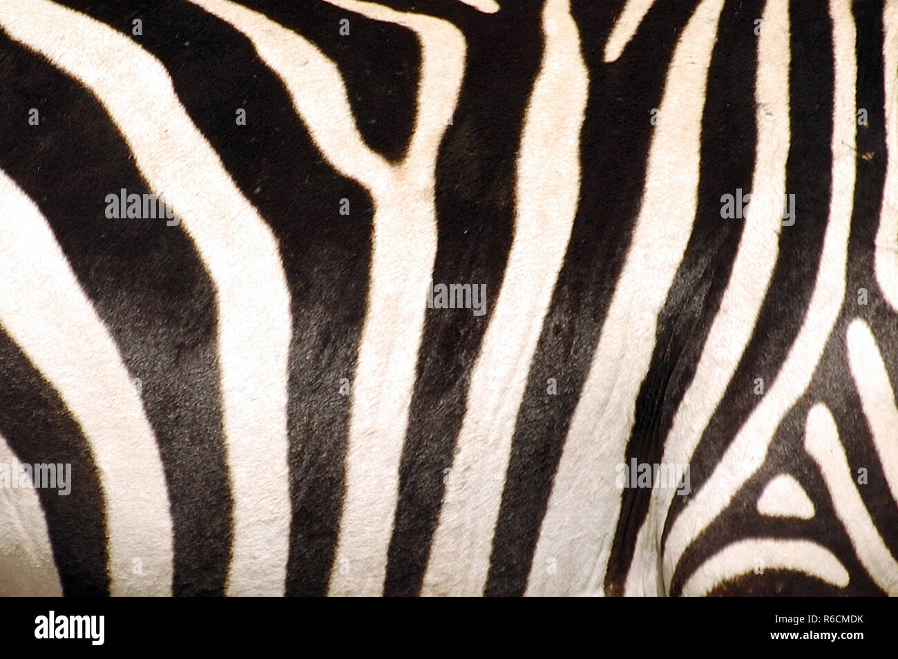 Zebra haut hautnah -Fotos und -Bildmaterial in hoher Auflösung – Alamy