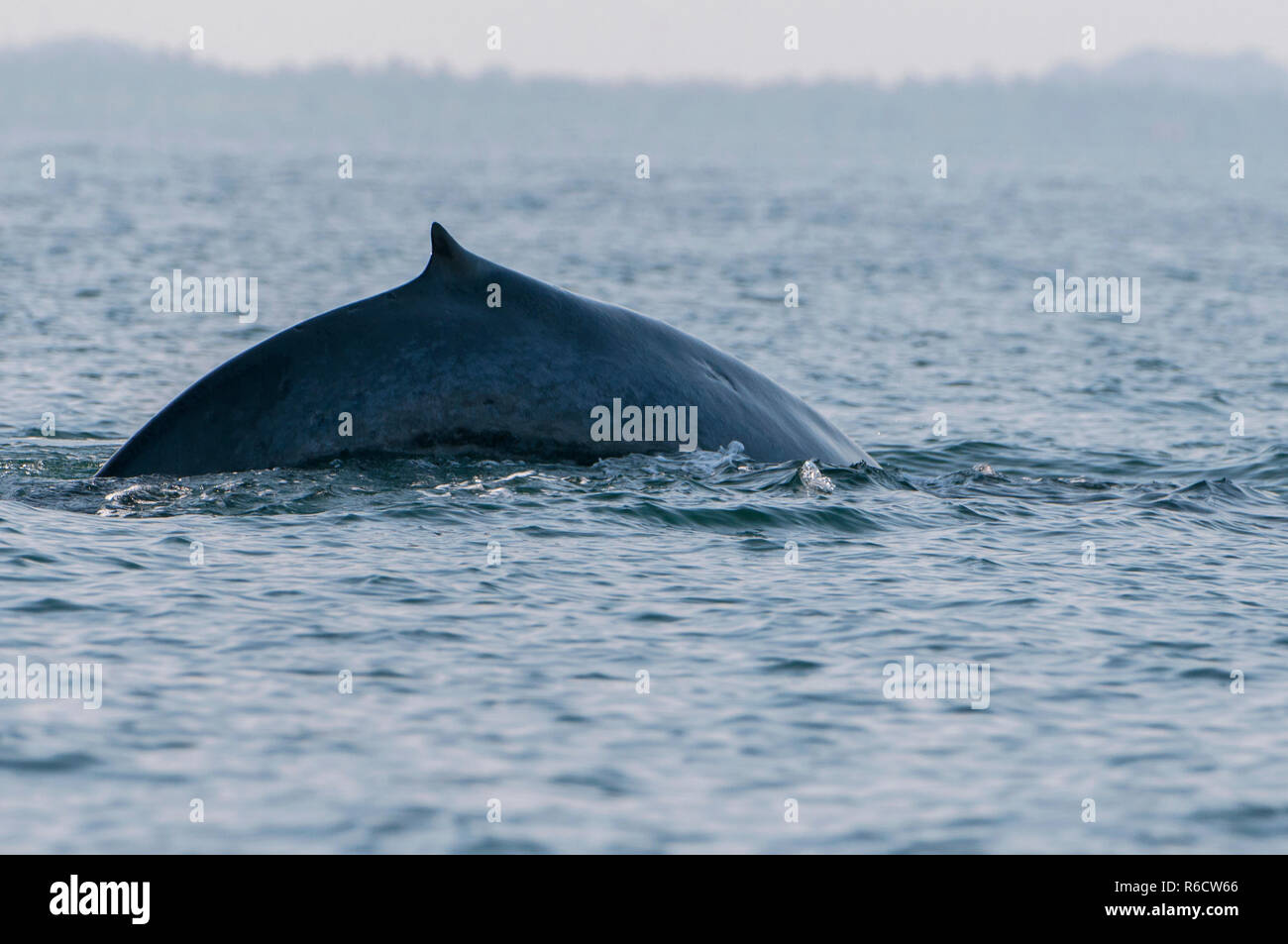 Physeter macrocephalus sperm whale head -Fotos und -Bildmaterial in ...