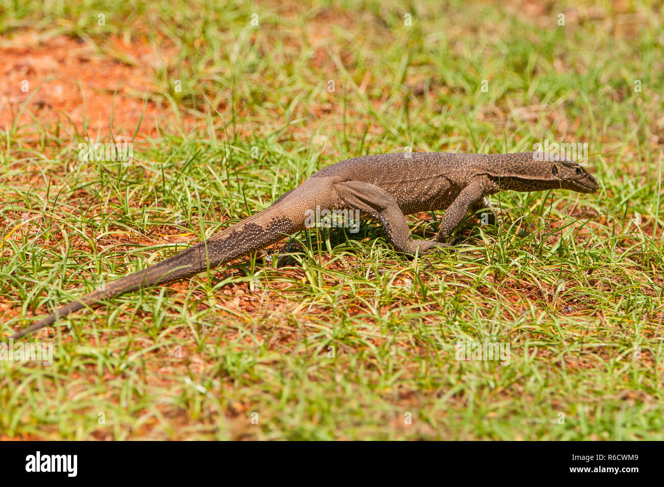 Sri lanka yala nationalpark -Fotos und -Bildmaterial in hoher Auflösung ...