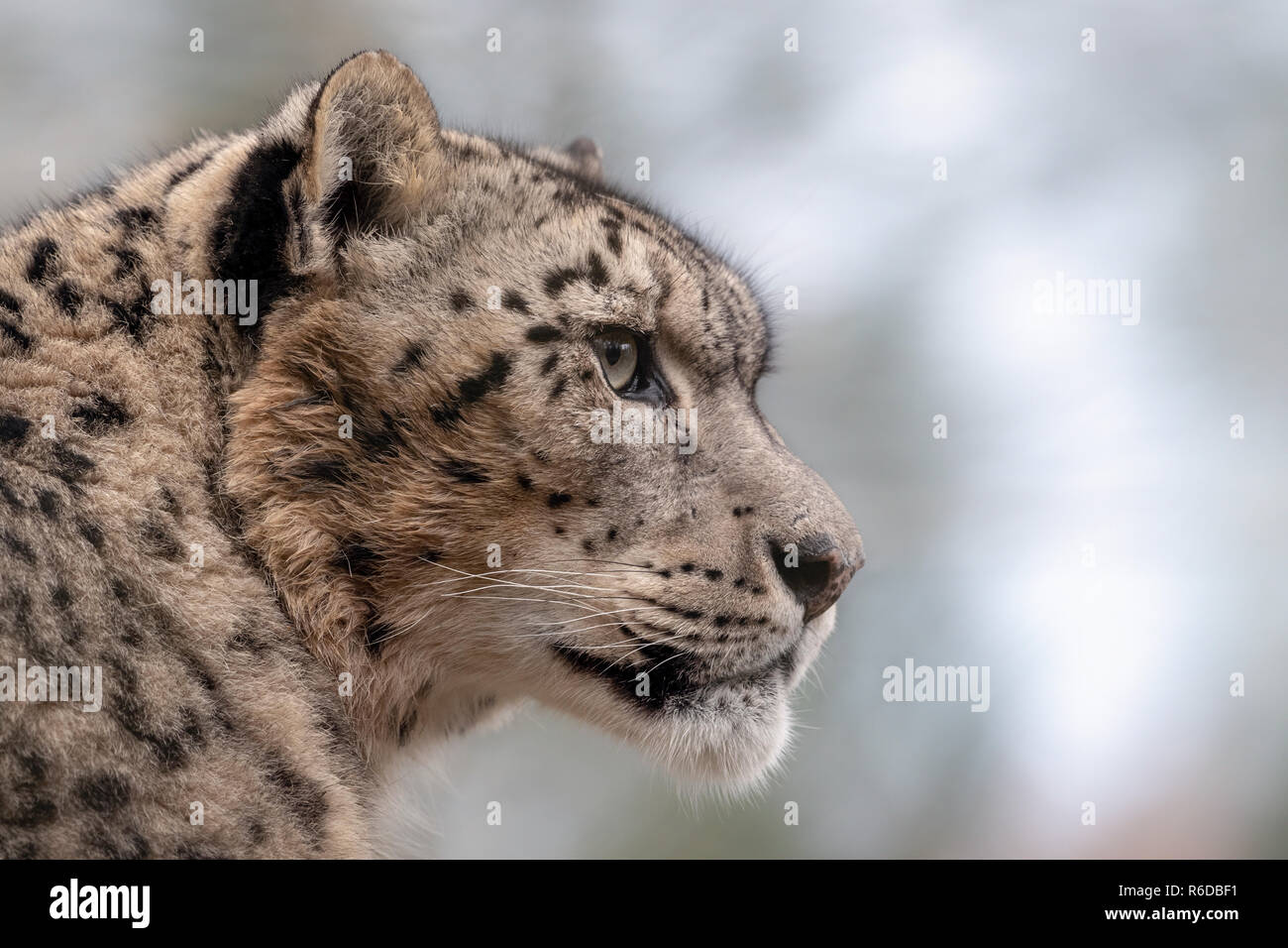 Snow leopard profile -Fotos und -Bildmaterial in hoher Auflösung – Alamy