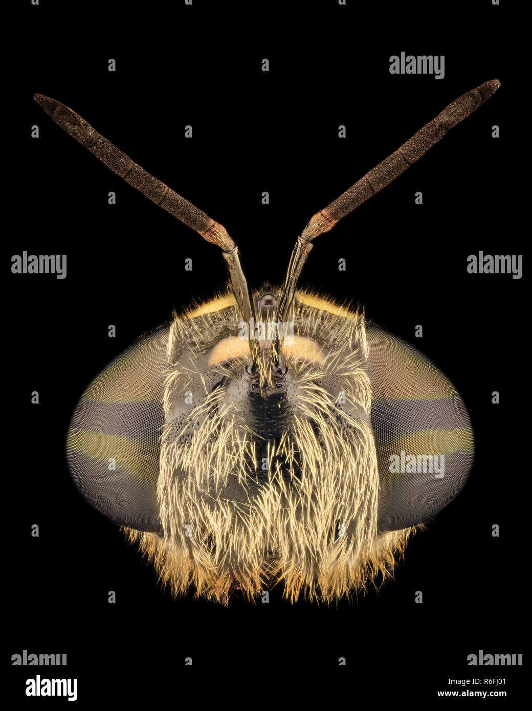 Kopf der fliege mit zusammengesetzten augen -Fotos und -Bildmaterial in ...