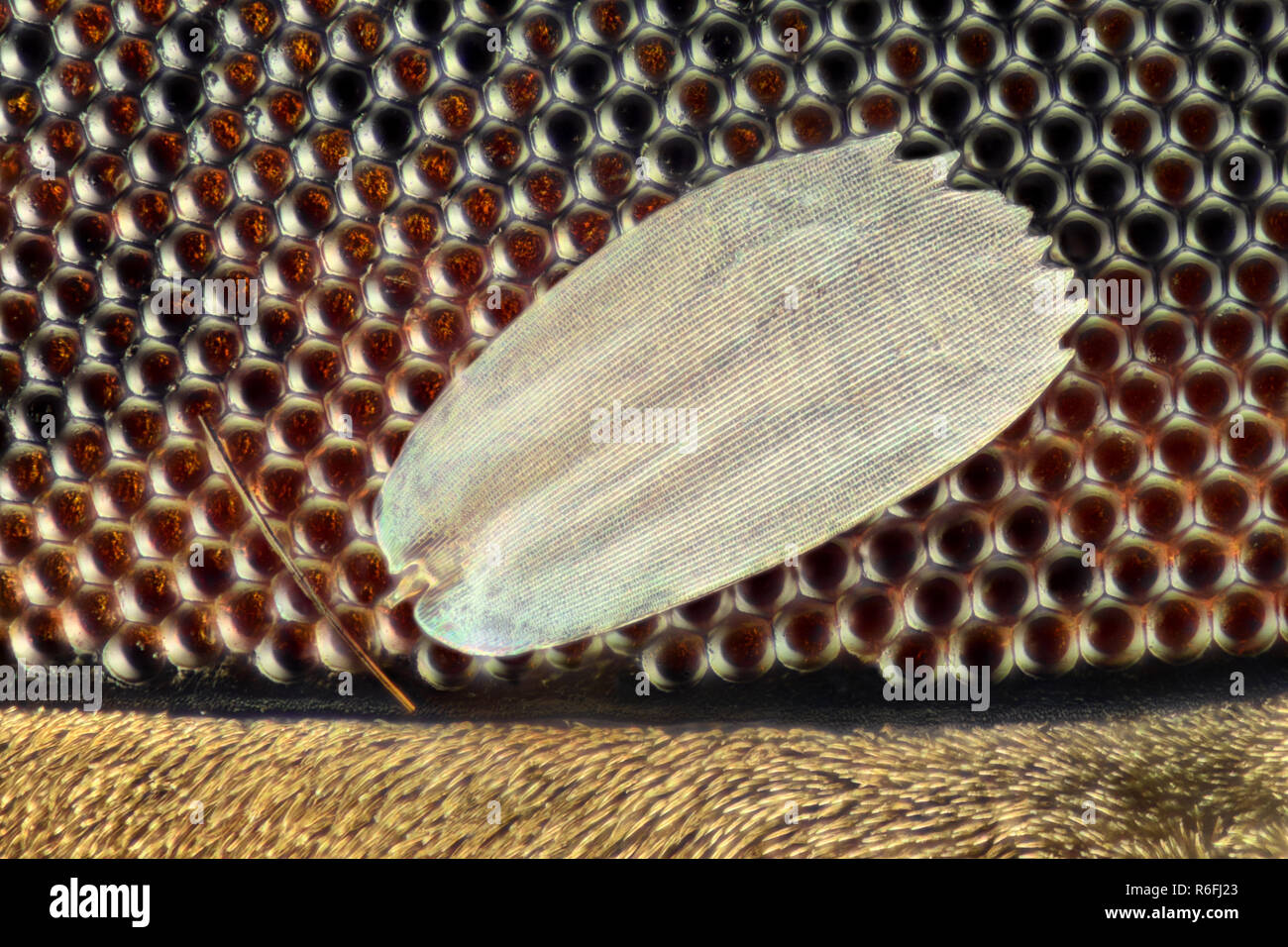 Wing fly wing microscope -Fotos und -Bildmaterial in hoher Auflösung ...
