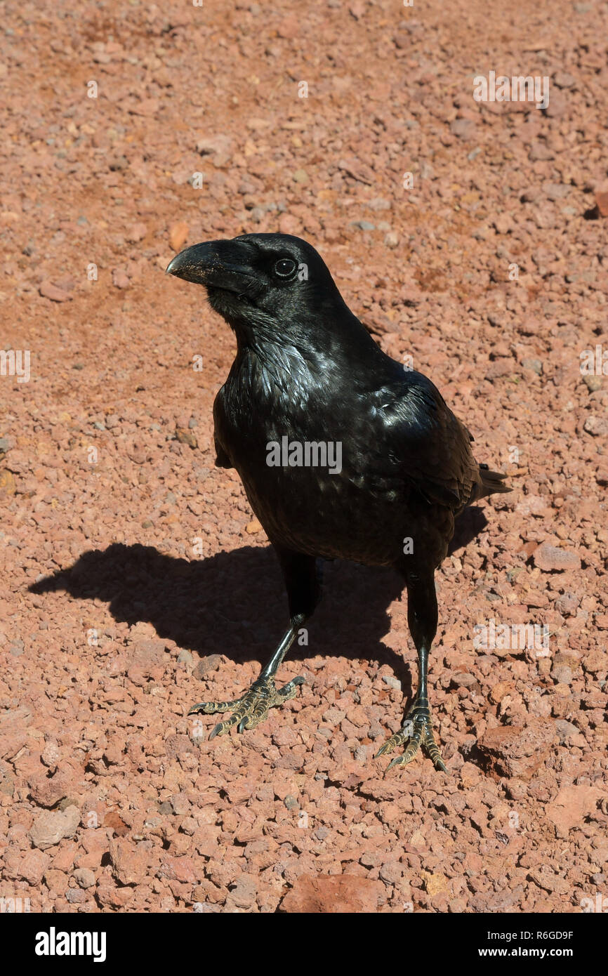 Hans huckebein -Fotos und -Bildmaterial in hoher Auflösung – Alamy