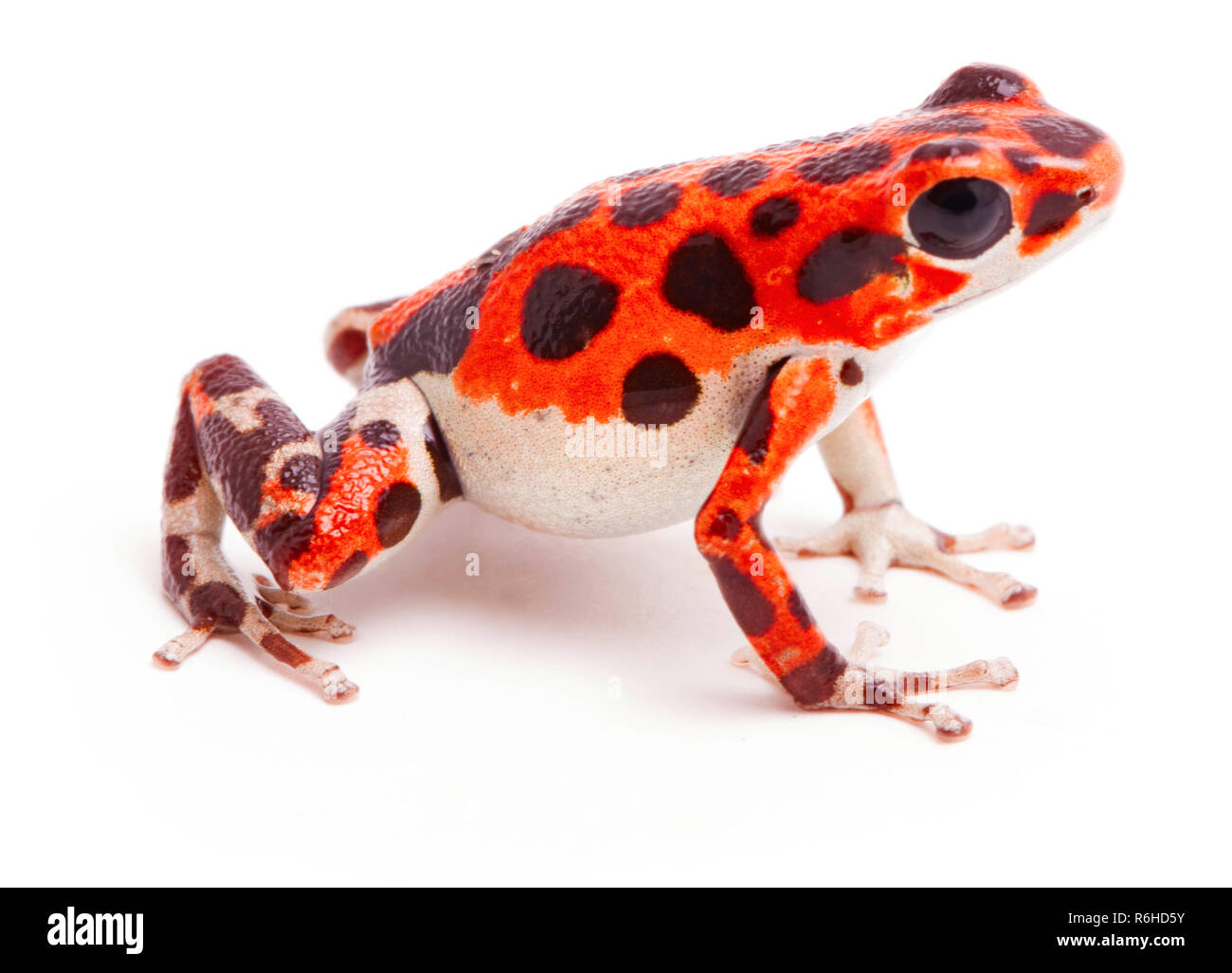 Strawberry poison dart frog panama -Fotos und -Bildmaterial in hoher ...