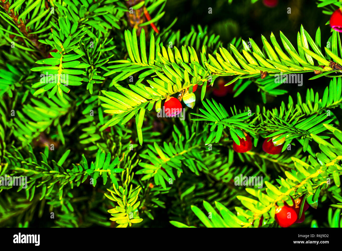 Taxus whipplei closeup Nadelbaum mit roten Beeren, Hintergrundbild ...
