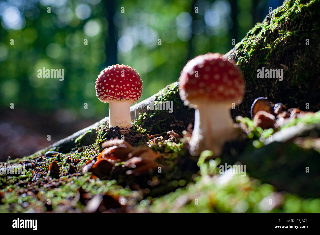 Gefährliche Pilze zwischen den Wurzeln einer großen Eiche mit Moos ...