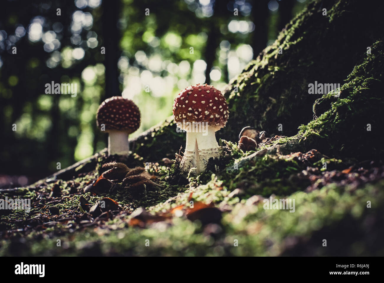 Gefährliche Pilze zwischen den Wurzeln einer großen Eiche mit Moos ...