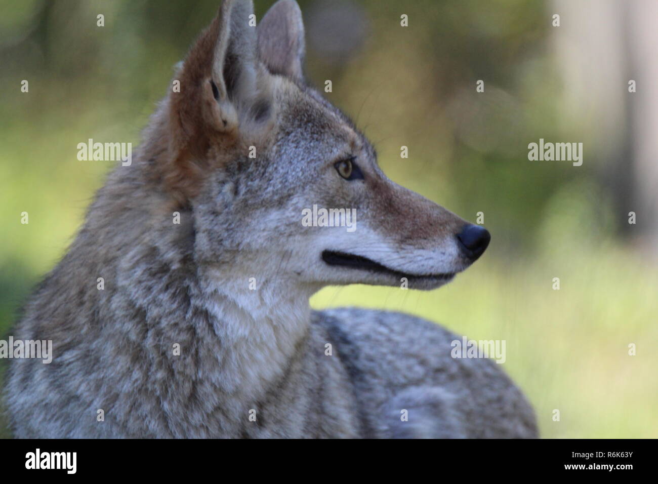 Loup en nature sauvage au quebec -Fotos und -Bildmaterial in hoher ...