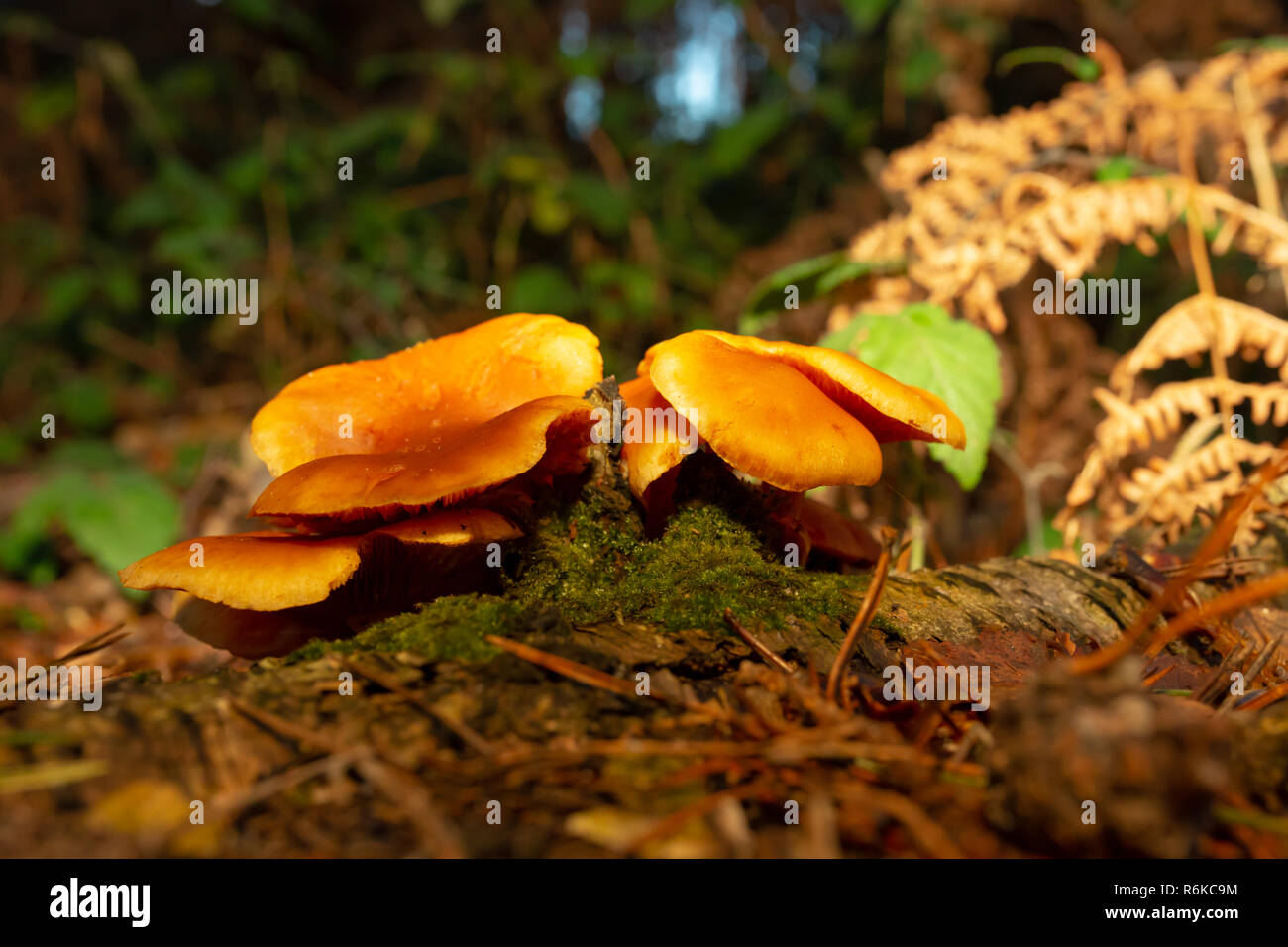 Pilz Mit Moos Stockfotos und -bilder Kaufen - Alamy