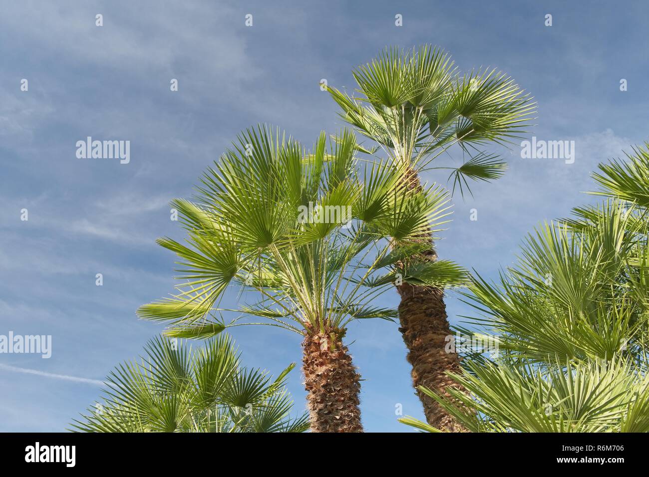 Mediterrane palme chamaerops -Fotos und -Bildmaterial in hoher Auflösung – Alamy