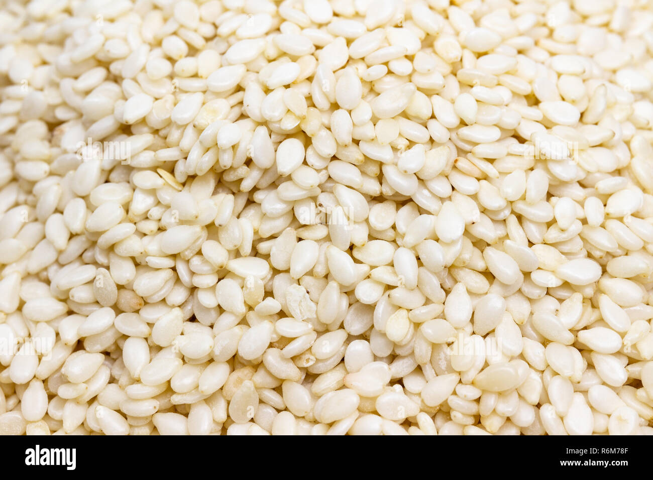 Sesam Sesamum Indicum Stockfotos und -bilder Kaufen - Alamy