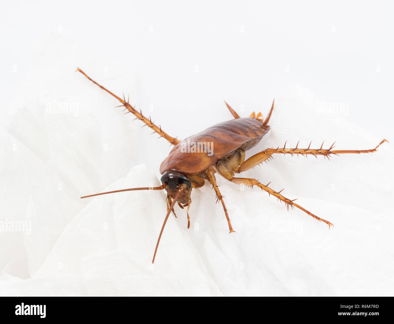 Nahaufnahme kakerlake -Fotos und -Bildmaterial in hoher Auflösung – Alamy
