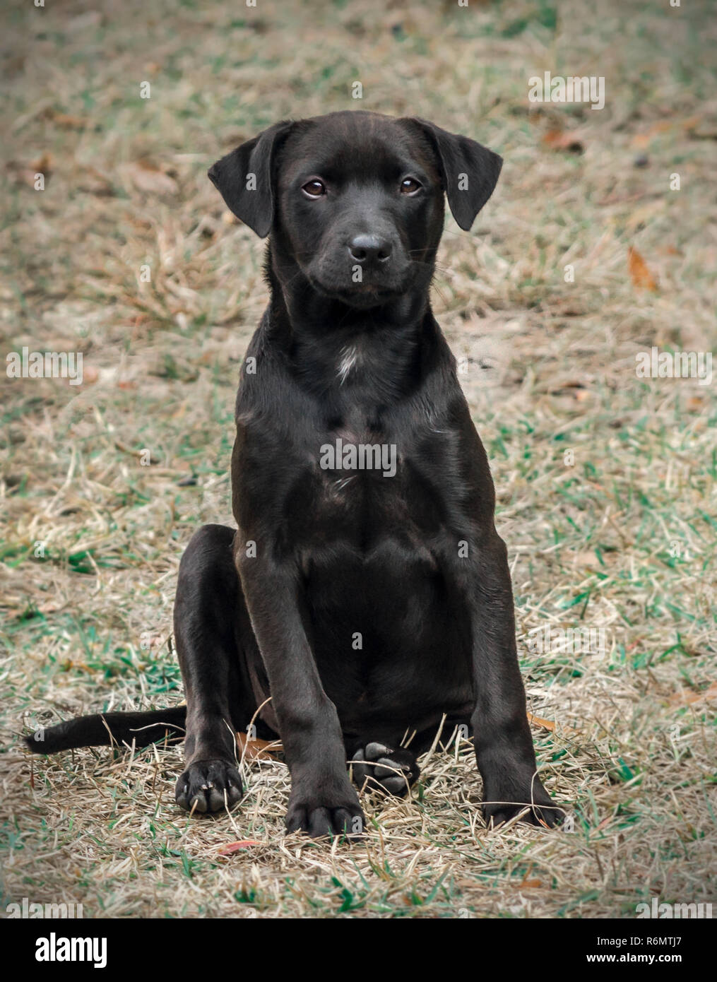 Eine schwarze, Mischling Welpe stellt für ein Portrait außerhalb, Jan ...