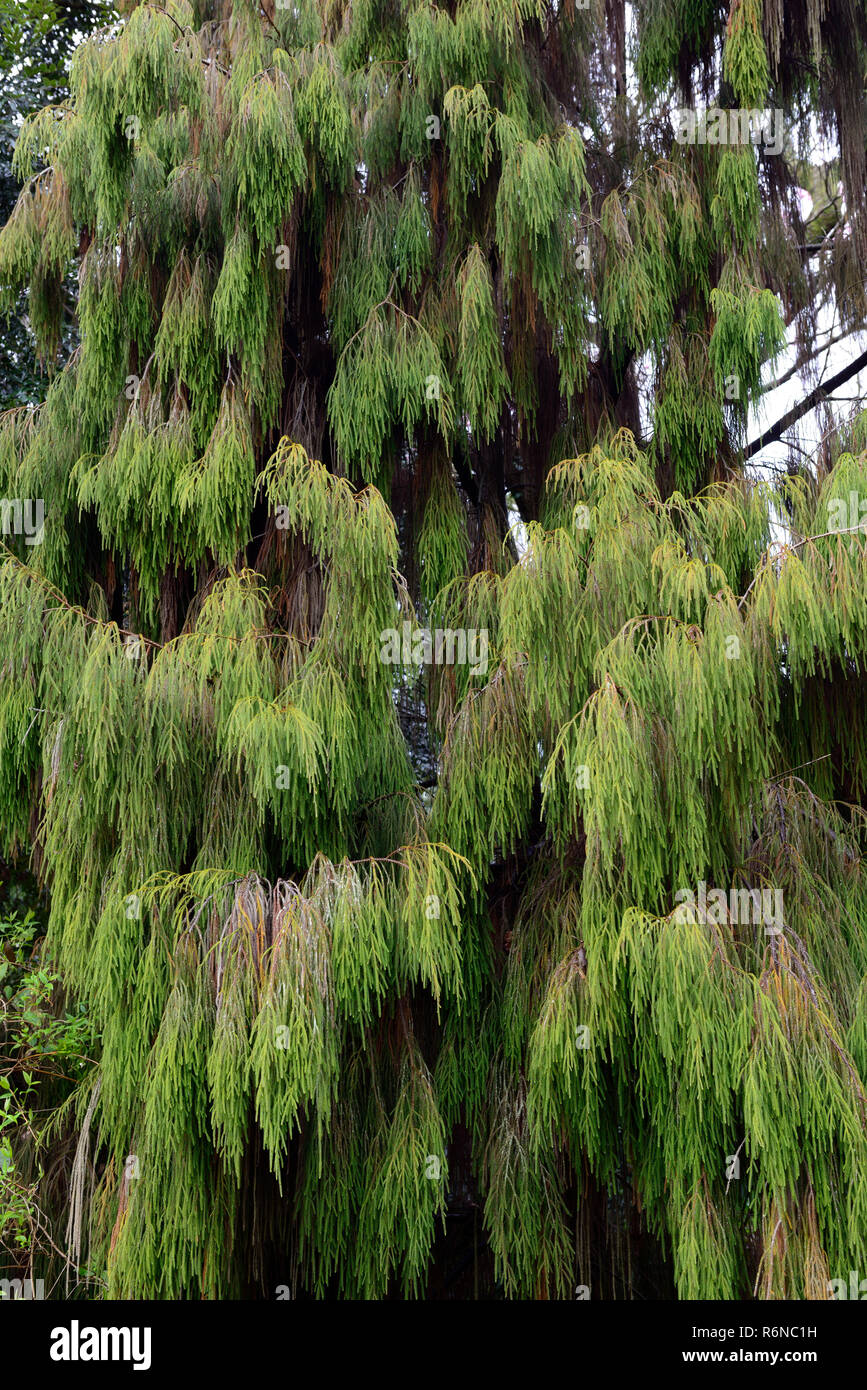Nadelbaum nadelbäume -Fotos und -Bildmaterial in hoher Auflösung – Alamy